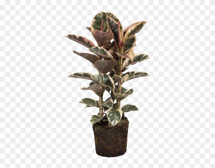 Rubber Plant - Houseplant Clipart (#3746818) - PikPng