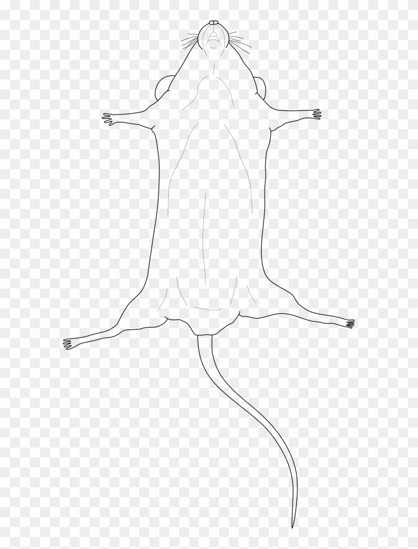 Vector Diagram Of Mouse Lying On Its Back - Mouse Lying On Back Clipart ...