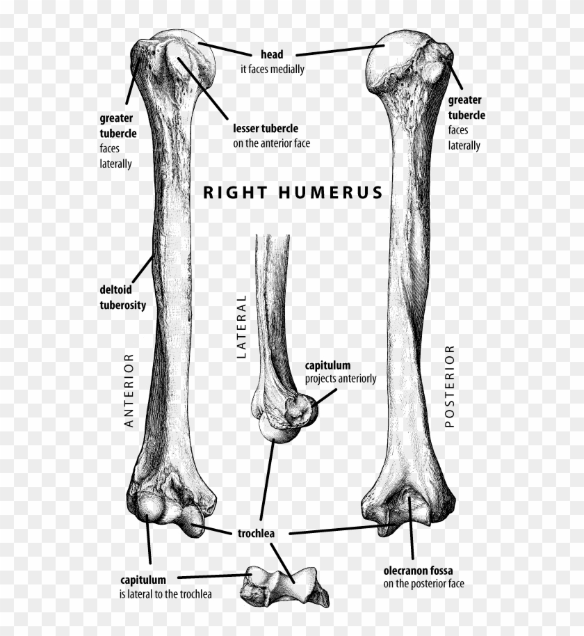 Humerus Bone Page Coloring Pages