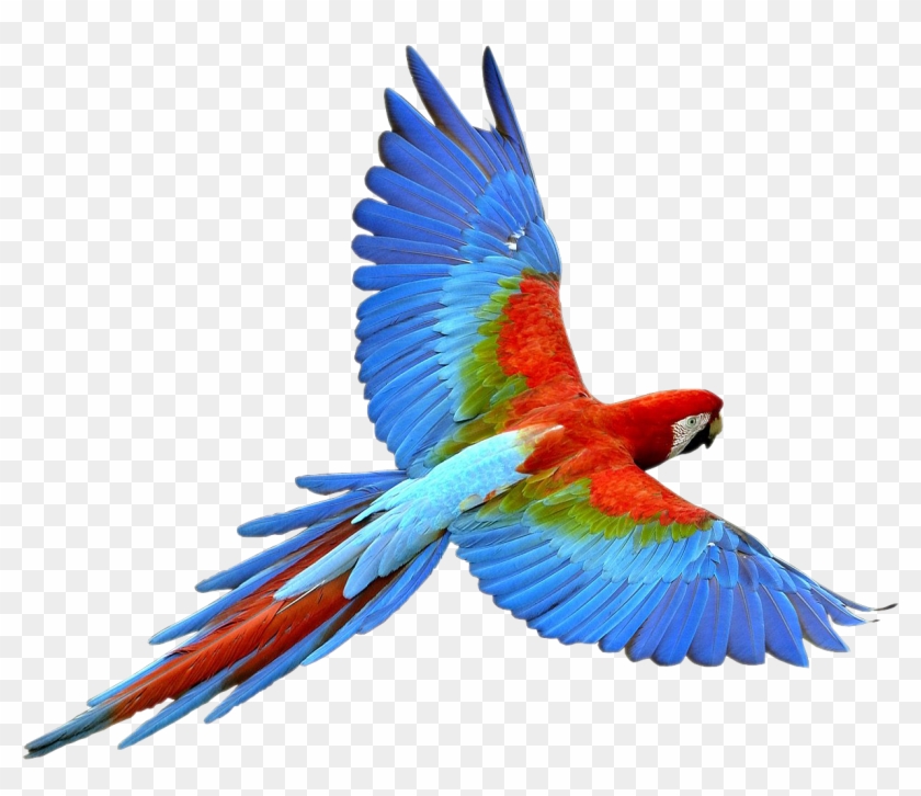 Parrot Transparent Image Parrot Animal - Parrot Png Clipart (#385711 ...
