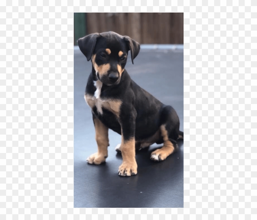 Photo Of Pumba - Companion Dog Clipart (#3831332) - PikPng