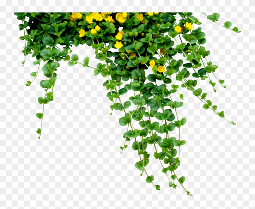 Free Png Download Plants Png Images Background Png - Plant Png Clipart ...