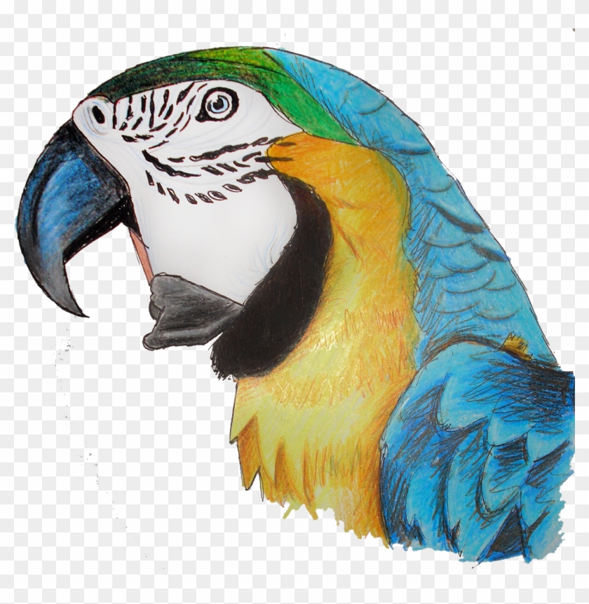 Macaw Parrot Png Pic - Pencil Crayon Parrot Clipart (#3894618) - PikPng