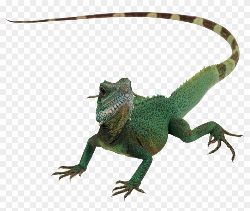 Lizard Png Clipart (#41102) - PikPng