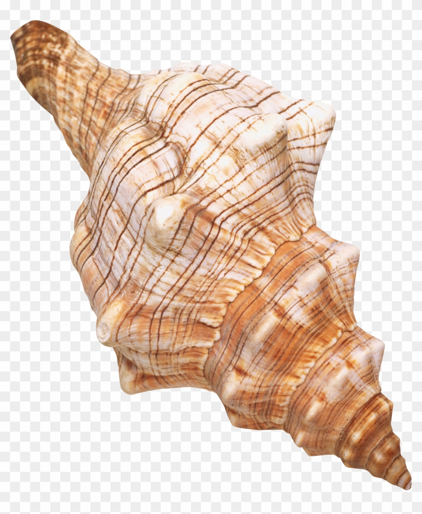 Seashell Png Clipart (#45733) - PikPng