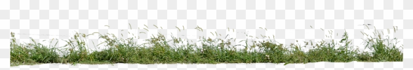 Grass, Grass No Background, Nature, Green, Plant - Grass Clipart ...