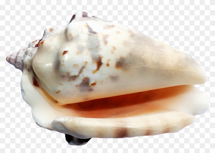 Download Download Ocean Sea Shell Png Transparent Image - Sea Shells ...
