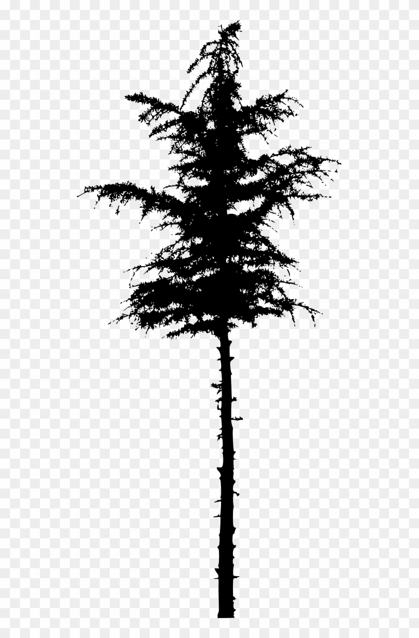 Spruce Clipart (#47437) - PikPng