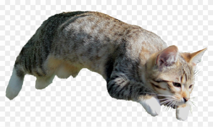 Cat-913059 Clip - Cat Grabs Treat - Png Download (#4090835) - PikPng