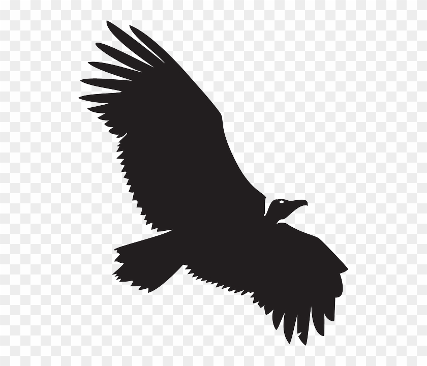 531 X 640 4 - Black Buzzard Wings Spread Clipart (#416101) - PikPng