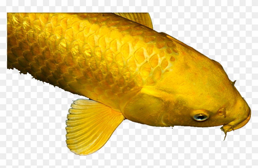 The Golden Carp - Carp Golden Png Clipart (#4263641) - PikPng