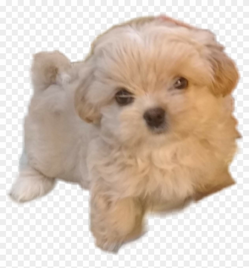 Download Perritos Sticker - Shih-poo Clipart Png Download - PikPng