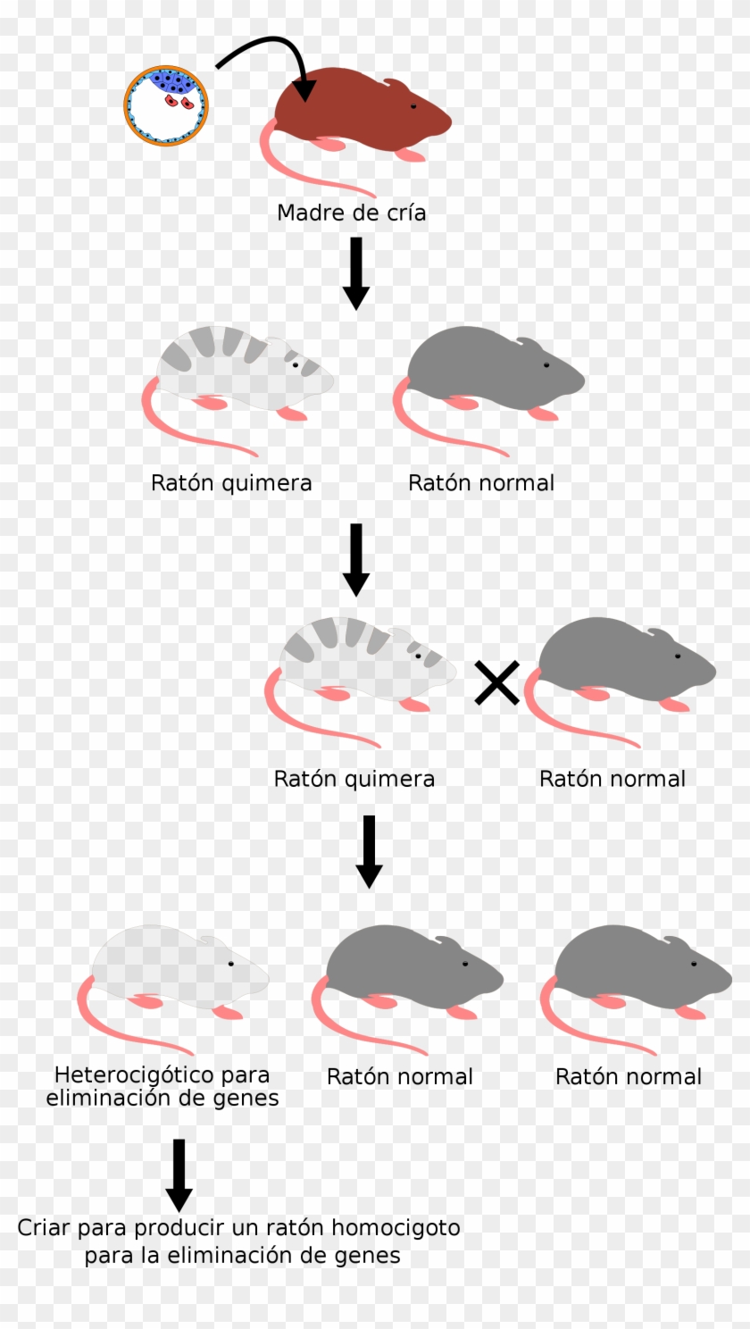 Knockout Mouse Breeding Scheme-es - Knockout Mouse Clipart (#4286244 ...