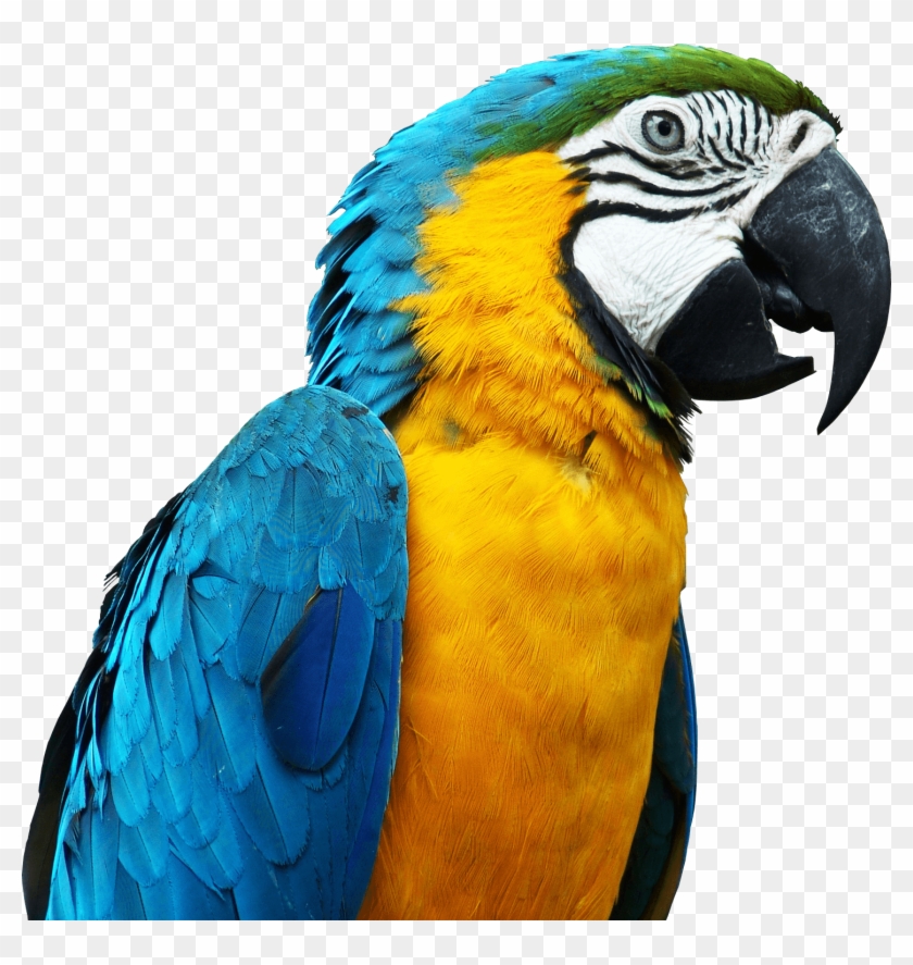 Download Parrot Png Free Download - Blue Parrot Png Clipart Png ...