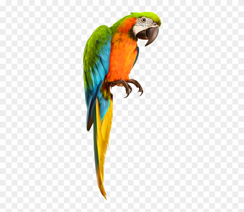 Download Parrot - Parrot Transparent Background Clipart Png Download ...