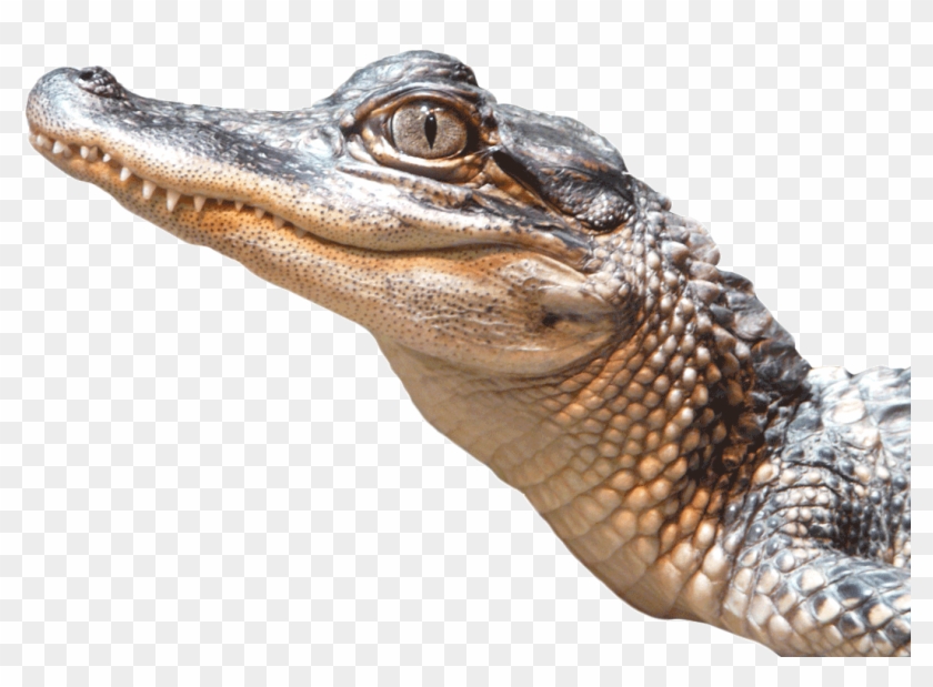 Alligator Png Transparent Image - Alligator Png Clipart (#450477) - PikPng