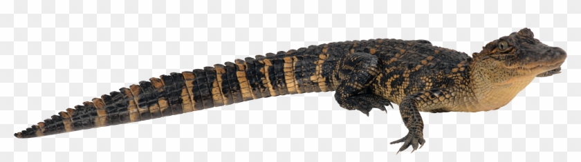Alligator Png Clipart (#450745) - PikPng