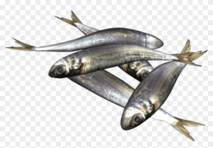 Free Png Download Sardine Png, Sardine Fish Png , Download - Sardines ...
