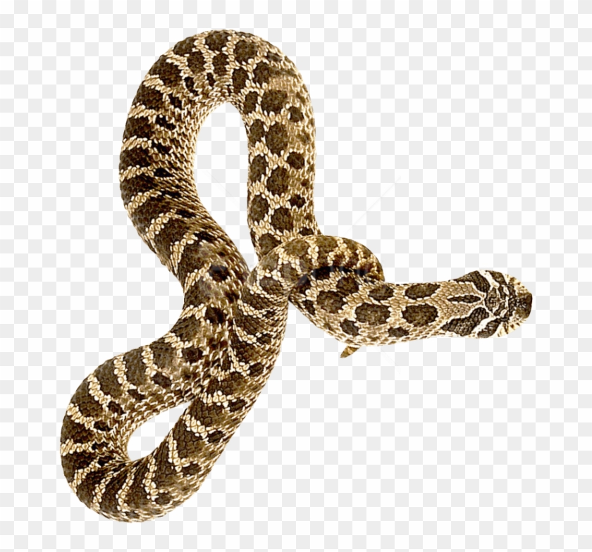Free Png Download Snake Png Images Background Png Images - Snake Png ...
