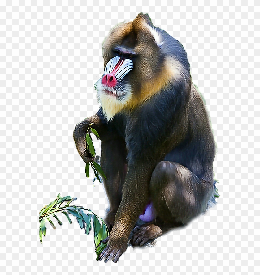 Baboon Sticker - Mandrill Clipart (#4536079) - PikPng