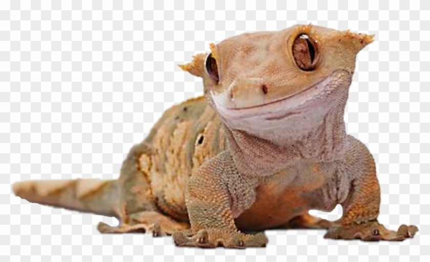 Download Gecko Sticker - Crested Geckos Petco Clipart Png Download - PikPng