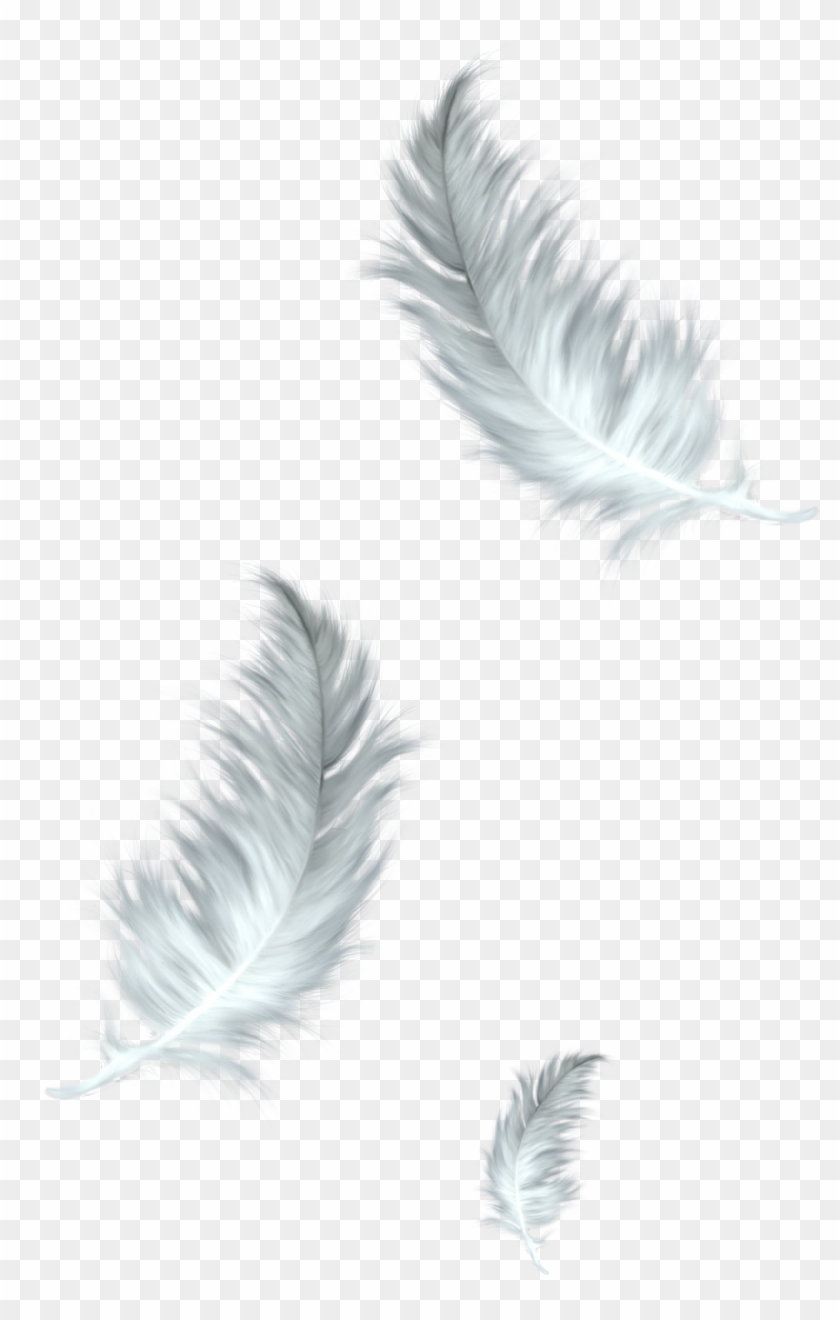 Thumb Image - Falling Feathers Transparent Background Clipart (#474416 ...