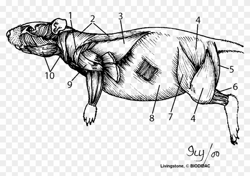 Anatomy Clipart Anatomy Lab - Rat Muscle Diagram - Png Download ...