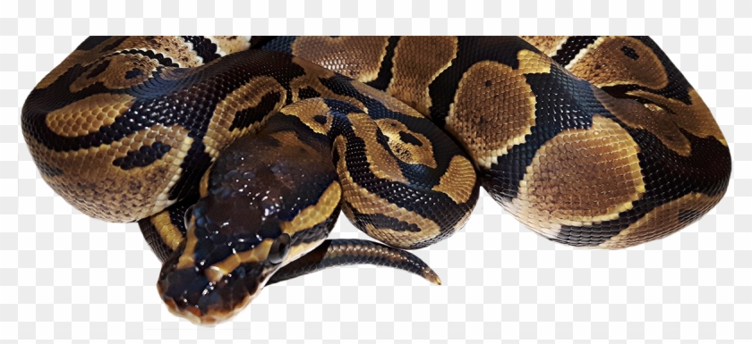Download Baybeee 0 Banner - Ball Python Png Clipart Png Download - PikPng