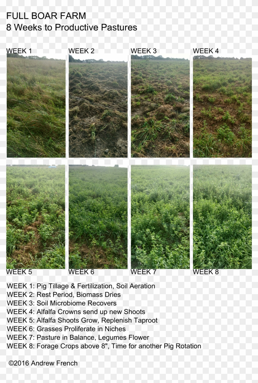 Pig Rotation - Plantation Clipart (#4798872) - PikPng