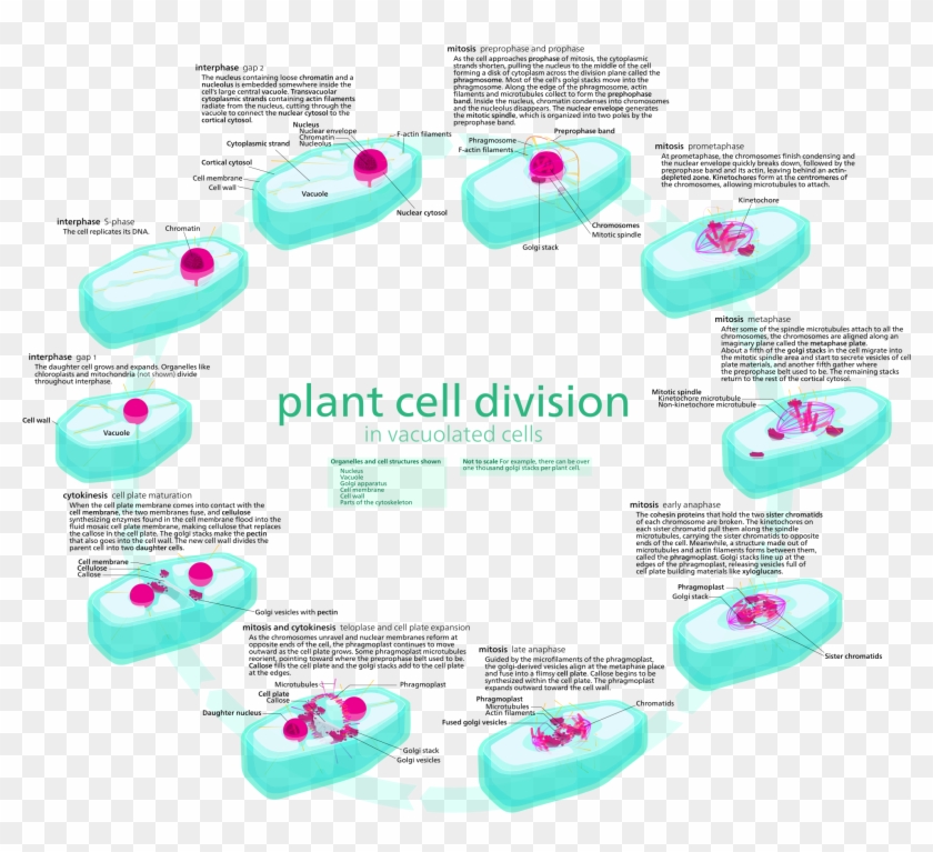 10 Stages Of Mitosis Clipart (#4826998) - PikPng