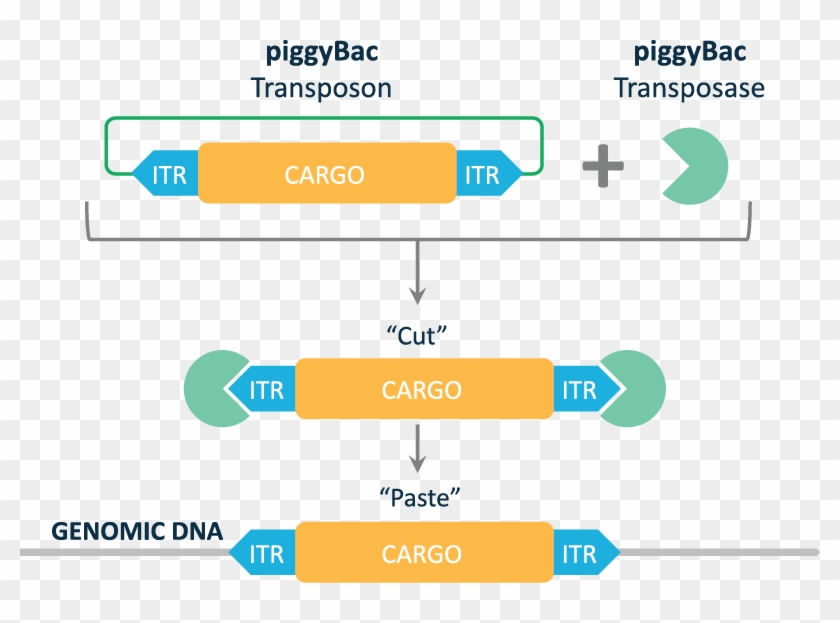 Download 1 - Piggybac Transposon Clipart Png Download - PikPng
