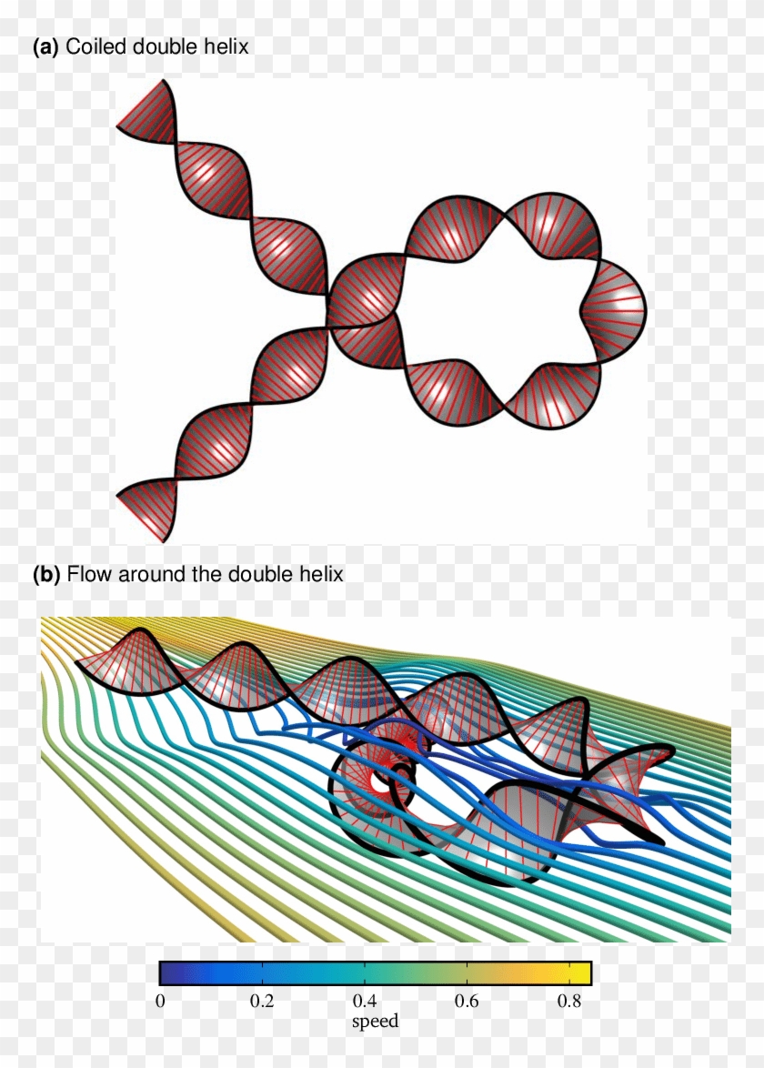 Plan View Of A Double Helix With Straight Ends, Coiled Clipart ...