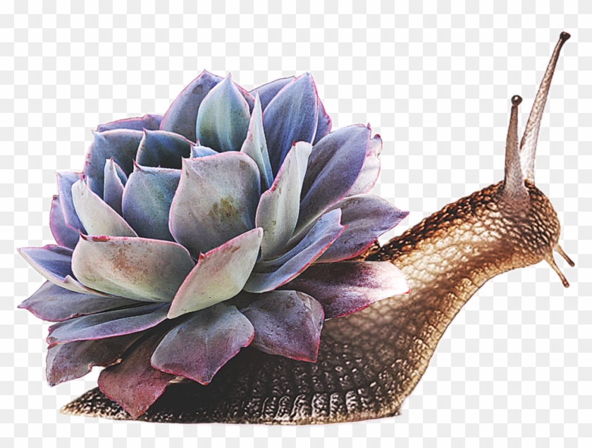 Snail Sticker - Snail Clipart (#490274) - PikPng