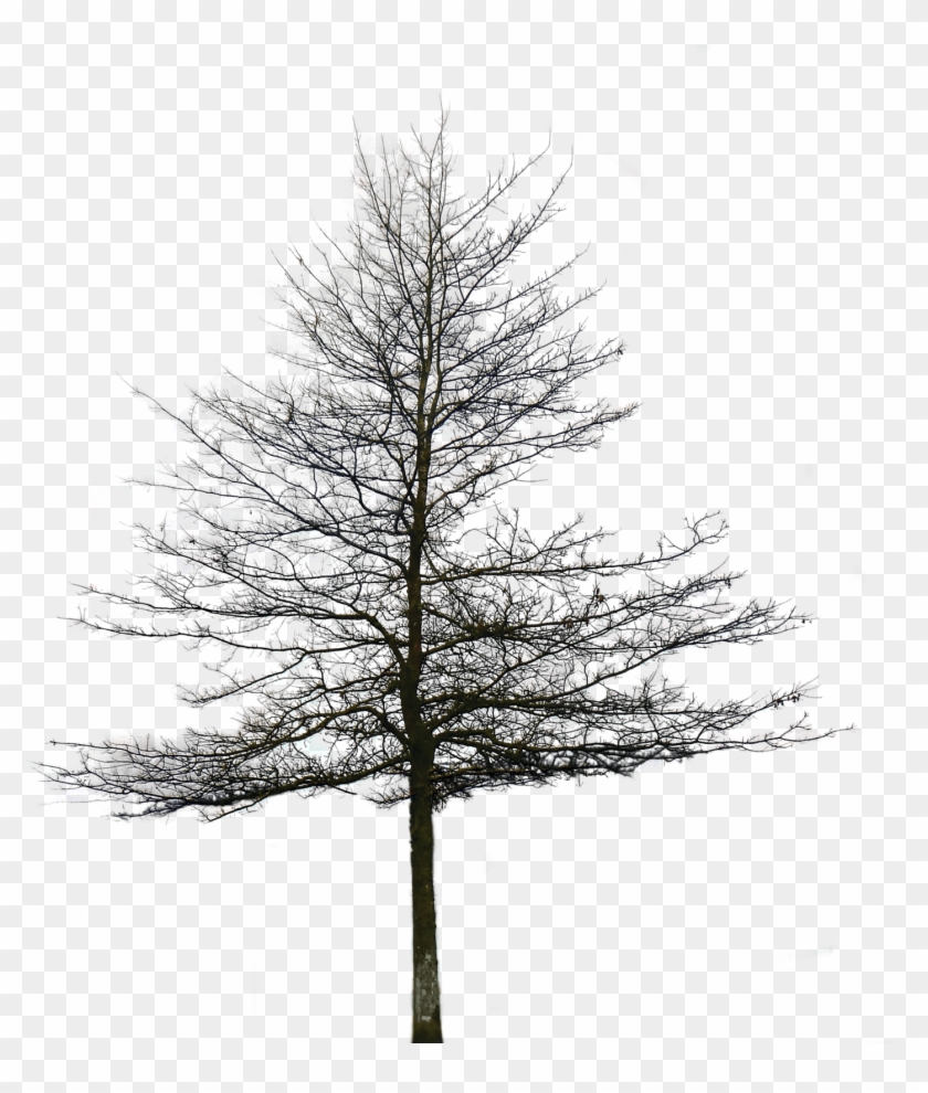 Oak Tree Png Image Clipart (#491550) - PikPng