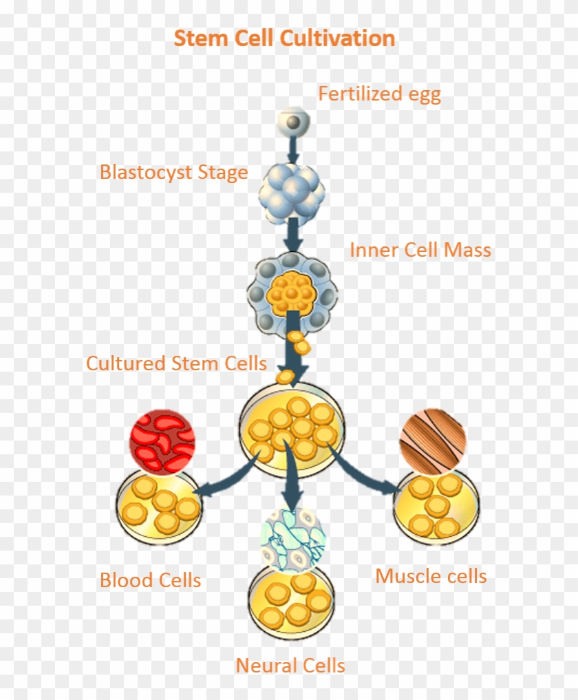 Embryonic Stem Cells Are Extremely Useful In The Medical - Stem Cell ...