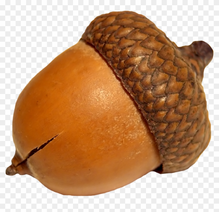 Transparent Acorn Png Clipart (#59854) - PikPng