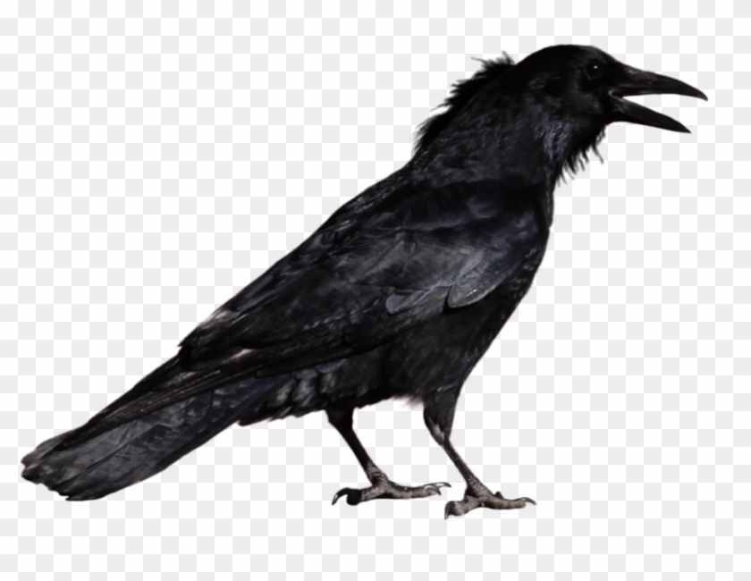 Free Png Download Crow Png Images Background Png Images - Raven Free ...