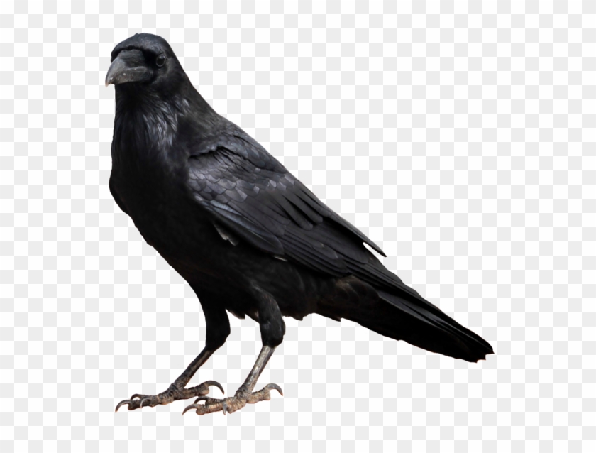 Crow Transparent Background Clipart (#504731) - PikPng