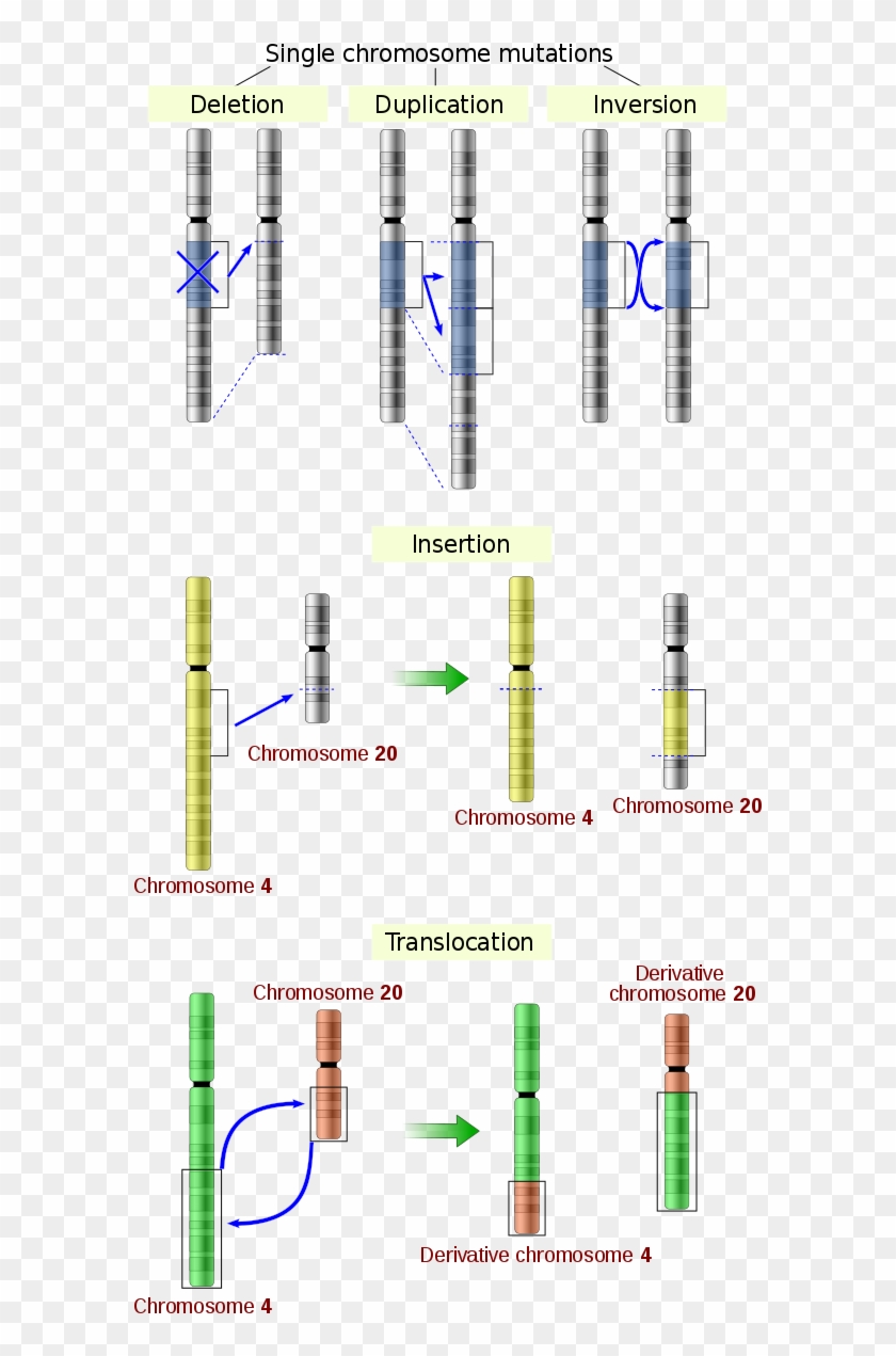 Types Of Chromosomes