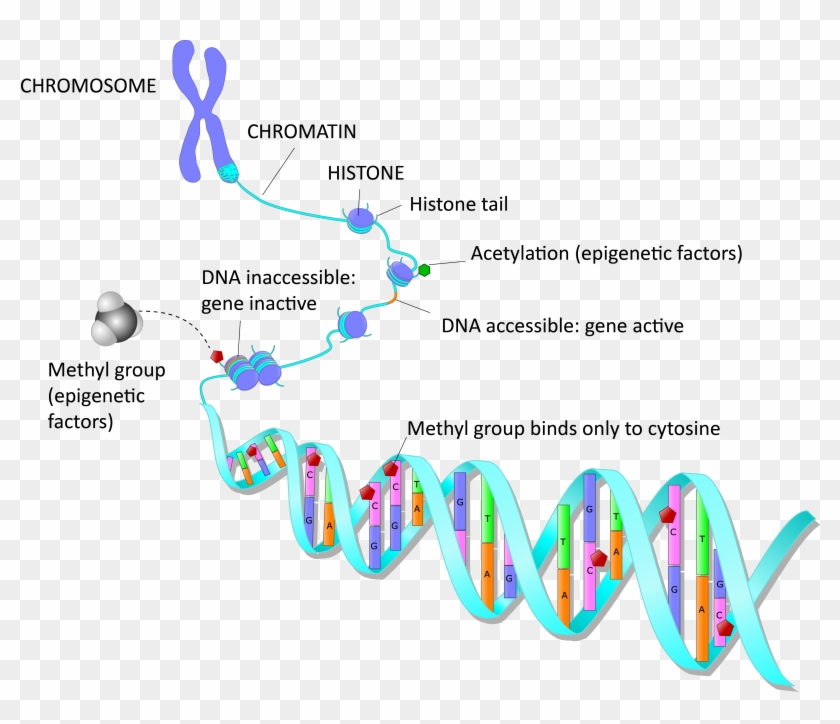Epigenetics - Epigenetic Alterations Clipart (#5023078) - PikPng