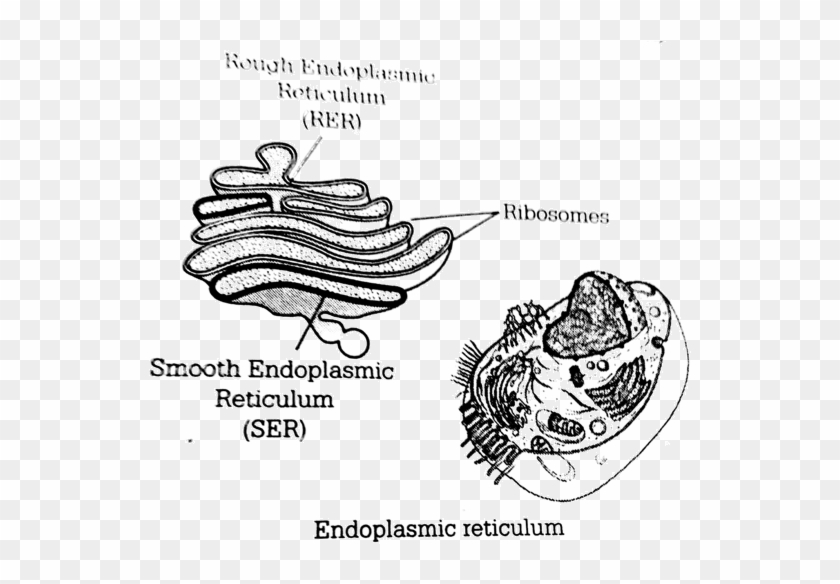 Smooth Endoplasmic Reticulum (ser) It Is Smooth Because - Illustration ...