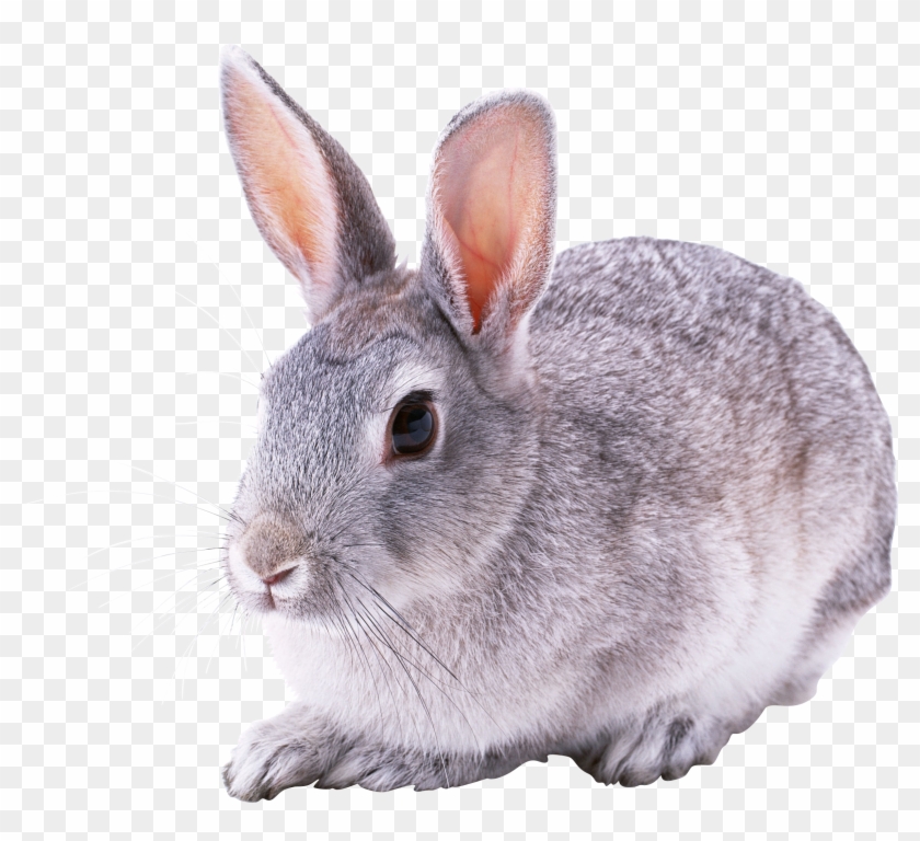 Free Png Gray Rabbit Png Images Transparent - Rabbit Transparent ...