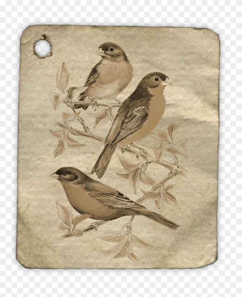 Birds Animal Fly Tag Label 1485642 - Drawing Clipart (#5176092) - PikPng