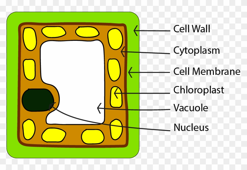 Cell Clipart (#5229428) - PikPng