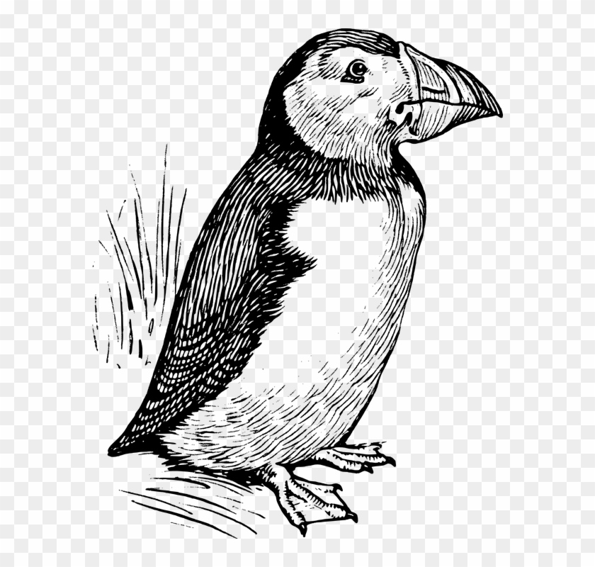 Puffin Black And White Clipart (#5239918) - PikPng