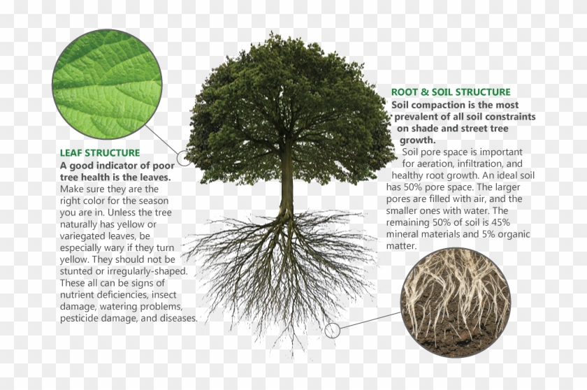 How It Works - Rooted Oak Tree Clipart (#5301906) - PikPng
