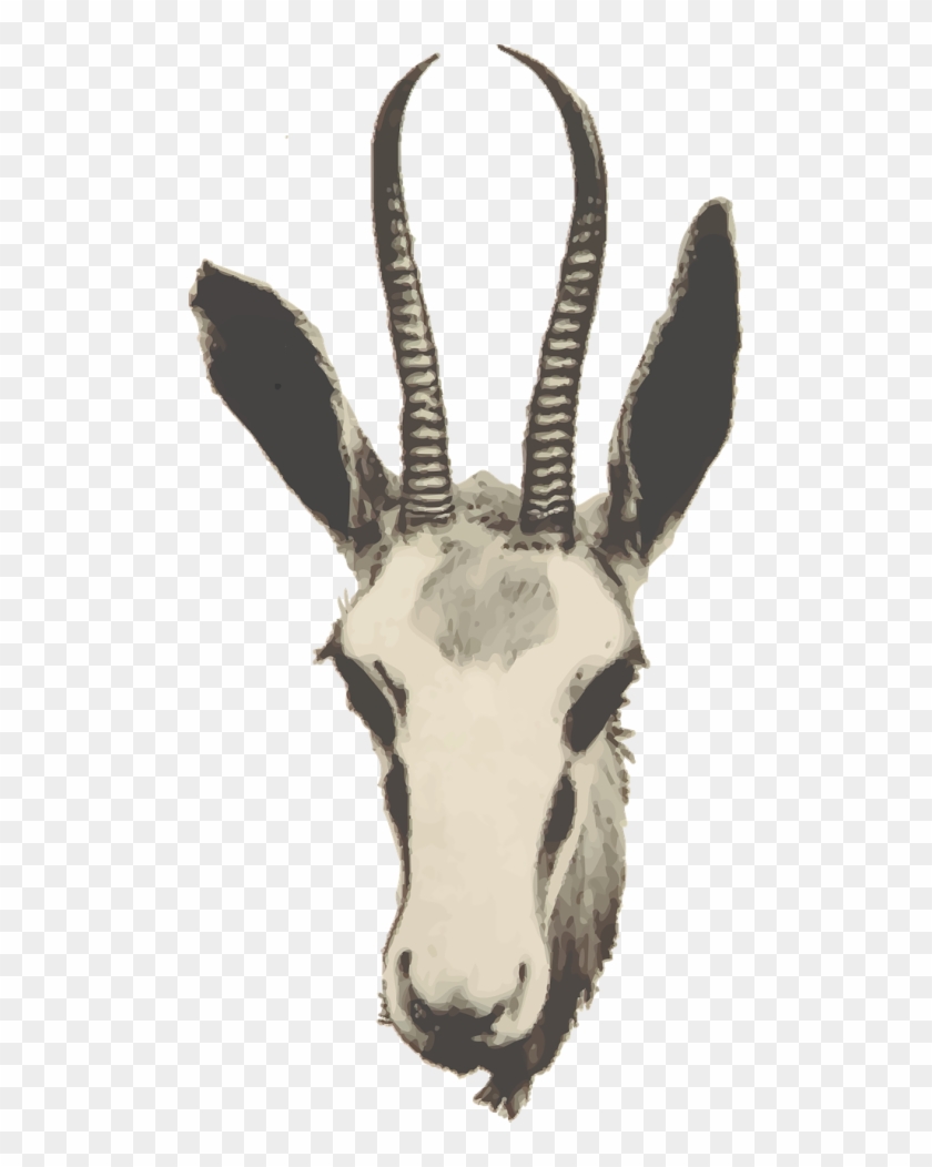 500 X 972 0 0 - Springbok Head Png Clipart (#5319135) - PikPng