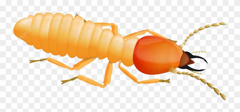 Termite Clipart (#5319839) - PikPng