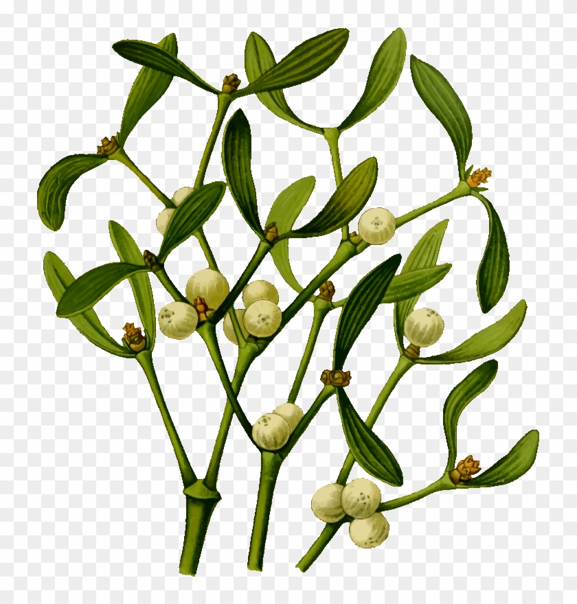 Medium Image - D&d Sprig Of Mistletoe Clipart (#543151) - PikPng