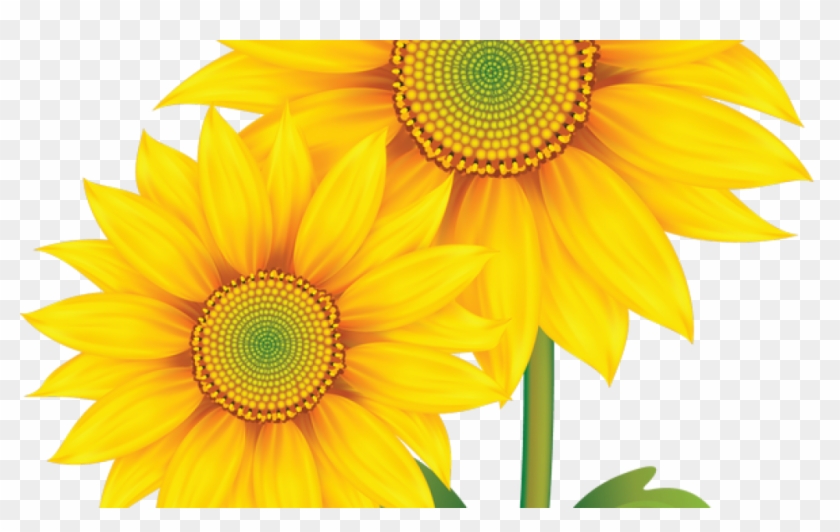 Download Download By Size - Sunflower Cartoon Transparent Background ...